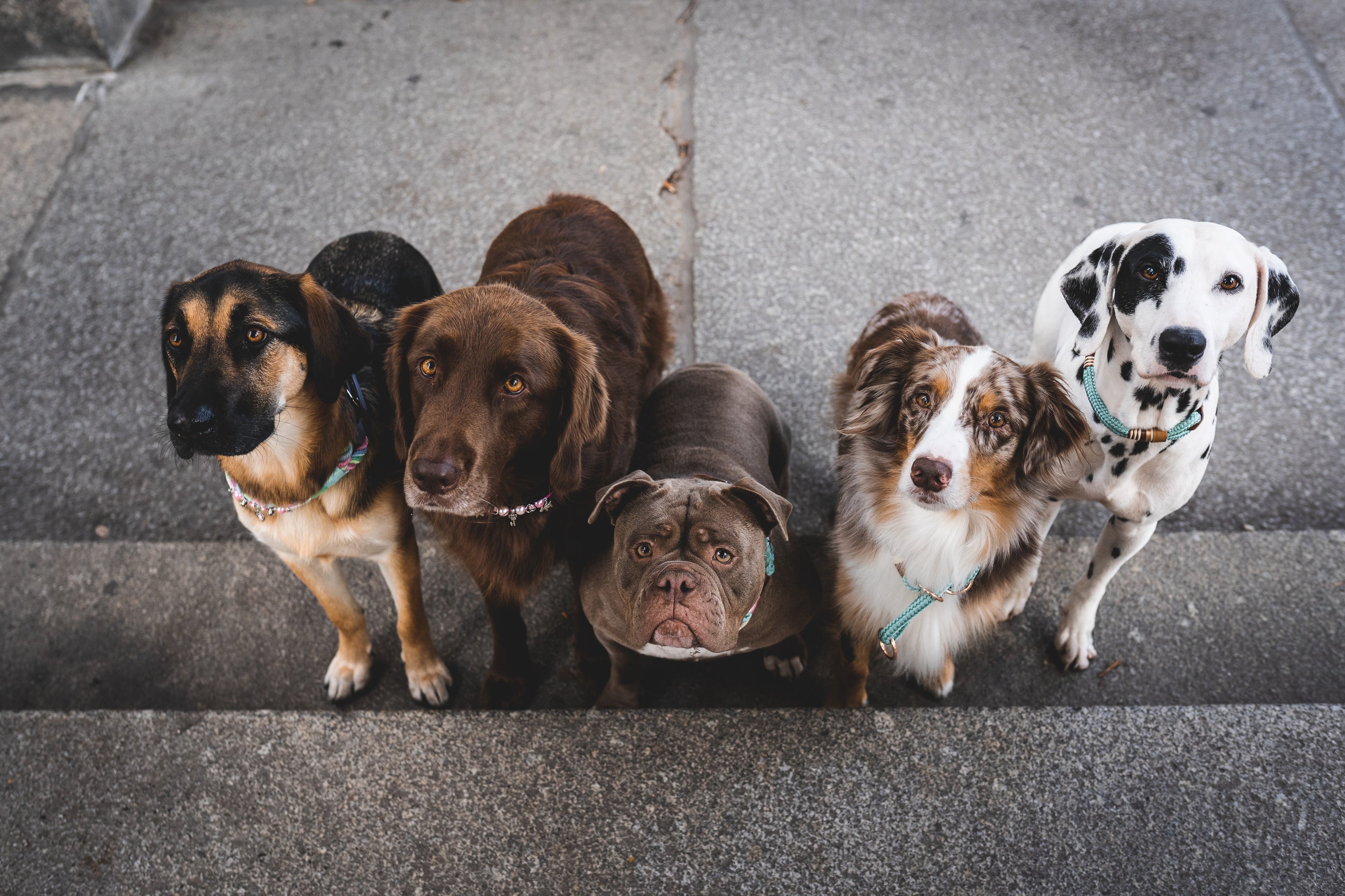 Alles rund um den Hund - Hundherum ein Wau-Effekt | EMMY & PEPE – EMMY&PEPE